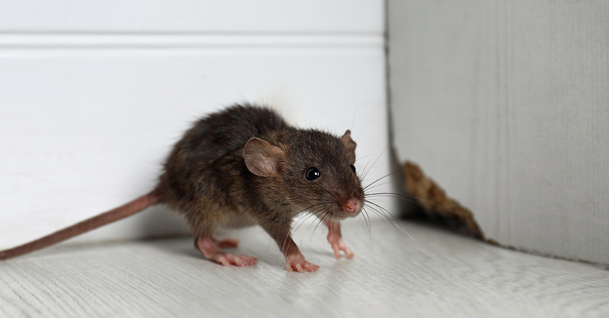 Rattiest US Cities Revealed | Cleaning & Maintenance Management