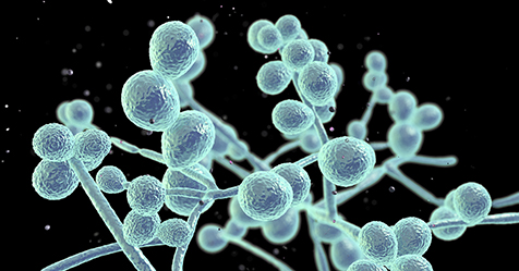 CDC Issues Warning on Antimicrobial-Resistant Fungus | Cleaning ...
