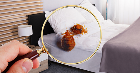 Bed Bug Awareness Week Offers Inspection & Prevention Tips for Hotels ...